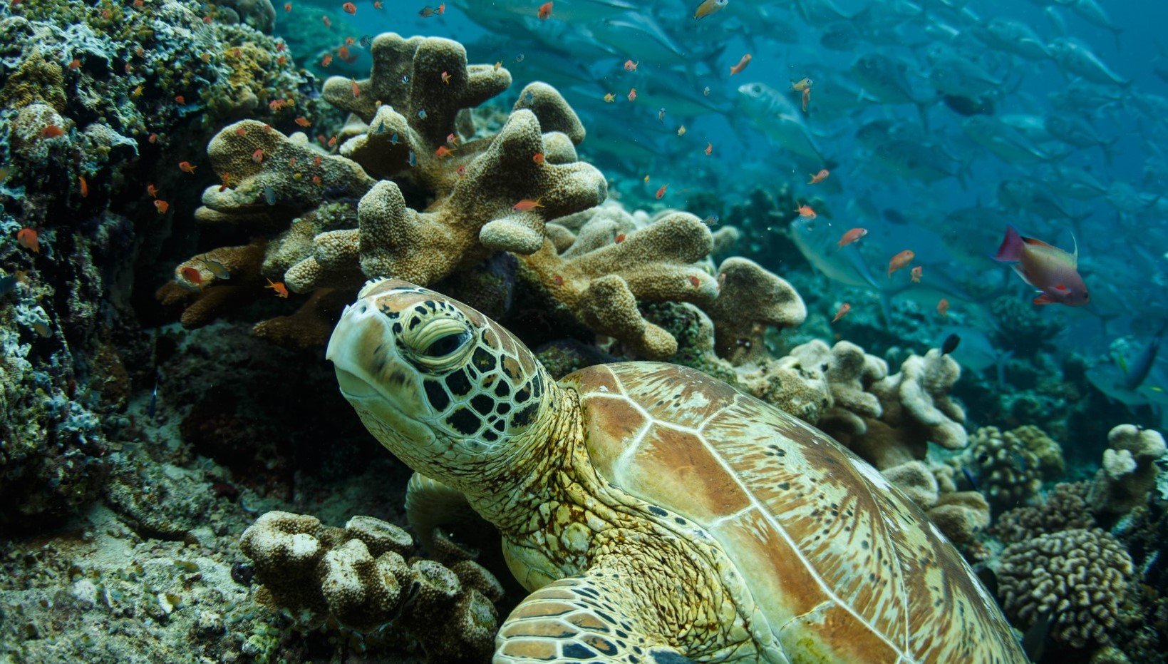 An Explainer on Nature and Biodiversity